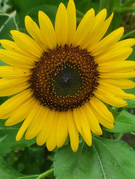 Freebies Page - Sustainable Transformation Health Coaching